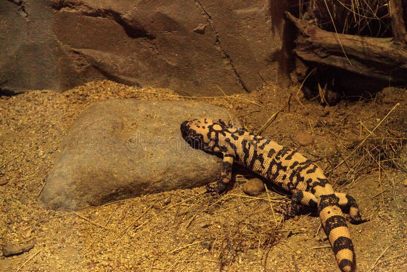 Gila Monster, Heloderma Suspectum Stock Photo - Image of amphibian ...