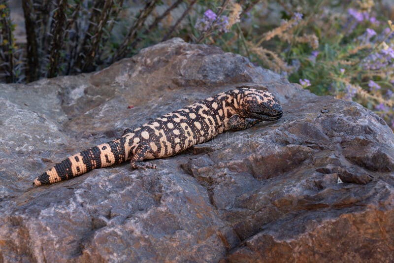 Gila Monster Heloderma Suspectum Venomous Lizard with Tongue Extended ...