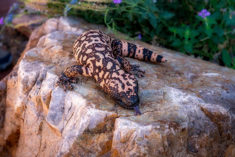 Gila Monster Heloderma Suspectum on Flat Rock Stock Photo - Image of ...