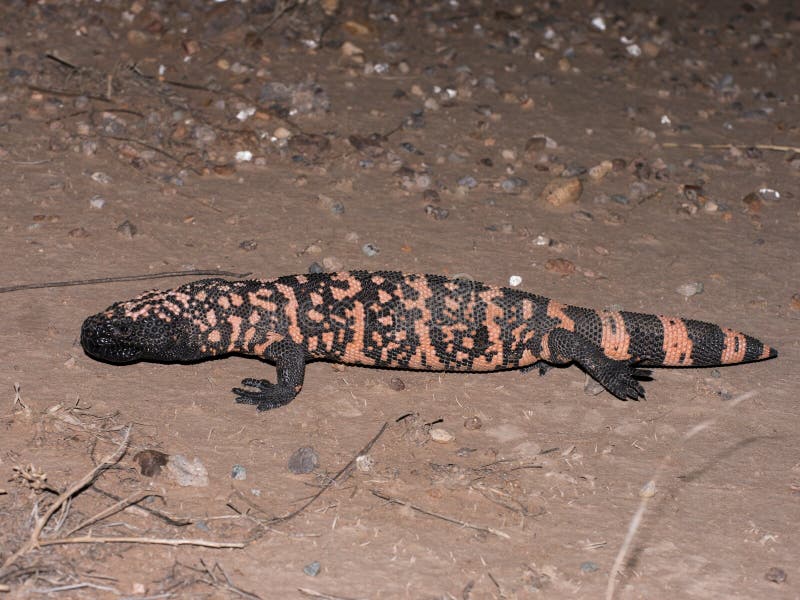 Gila Monster stock image. Image of threatened, intrigue - 76542285