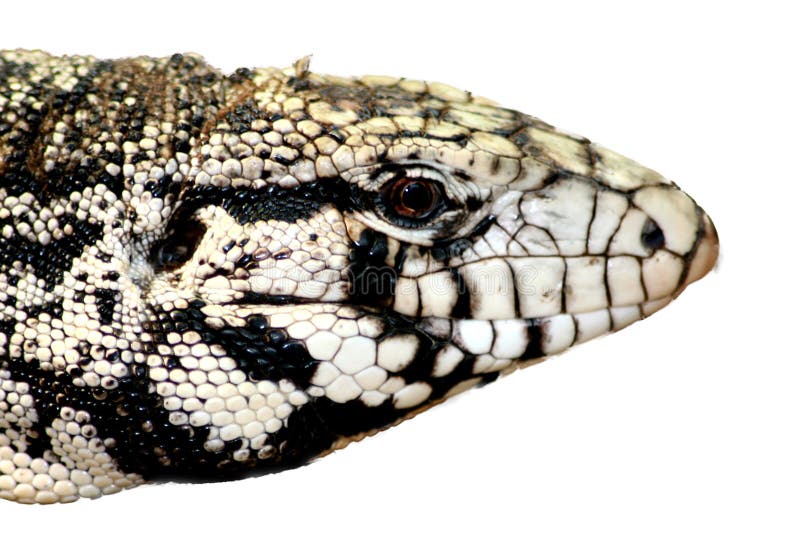 Gila Monster (Heloderma Suspectum Stock Photo - Image of monster, macro ...