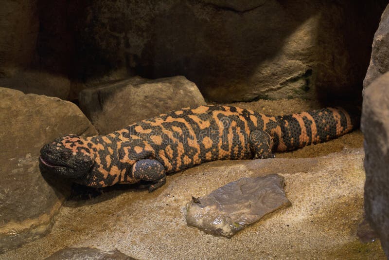 The Gila Monster Heloderma Suspectum. Stock Photo - Image of animal ...