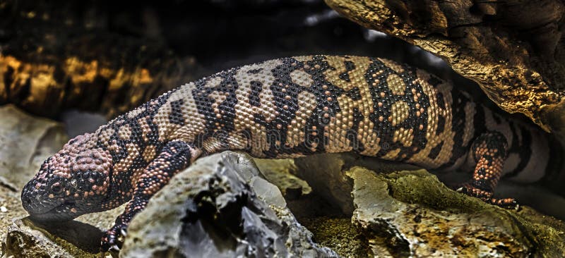 Gila monster lizard 1 stock photo. Image of zoology - 314394348