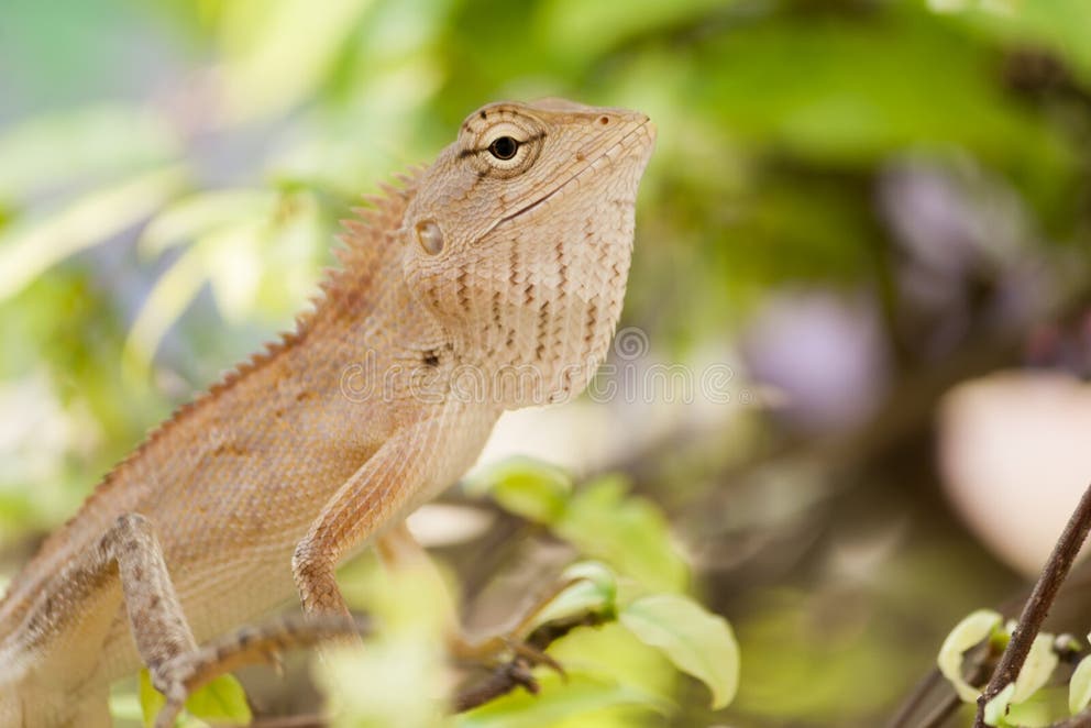 Gila Was Climbing on the Tree Stock Image - Image of small, little ...