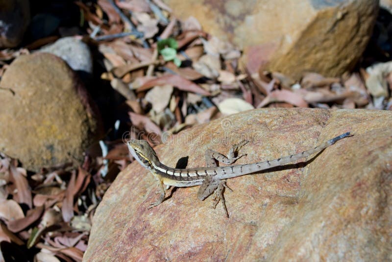 Three-eyed Lizard stock image. Image of foot, nature, head - 5676031
