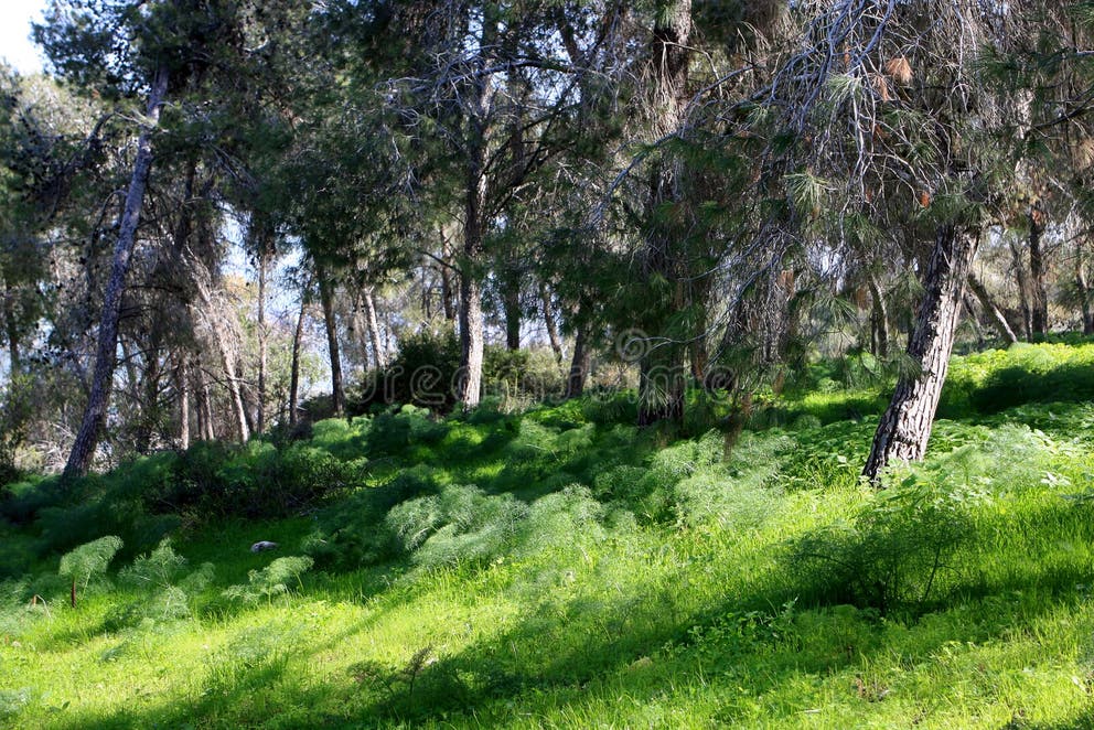 Gilboa forest, Israel stock photo. Image of rural, sunshine - 87295252