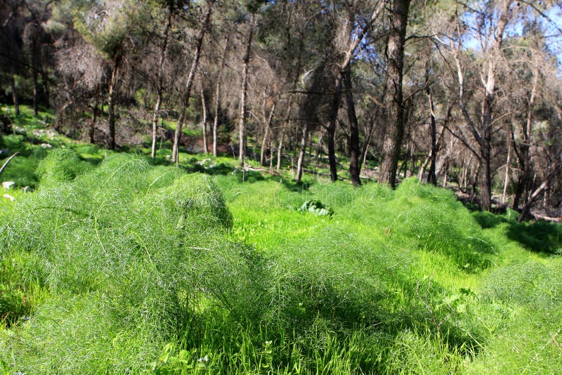 Gilboa forest, Israel stock image. Image of environment - 87292877
