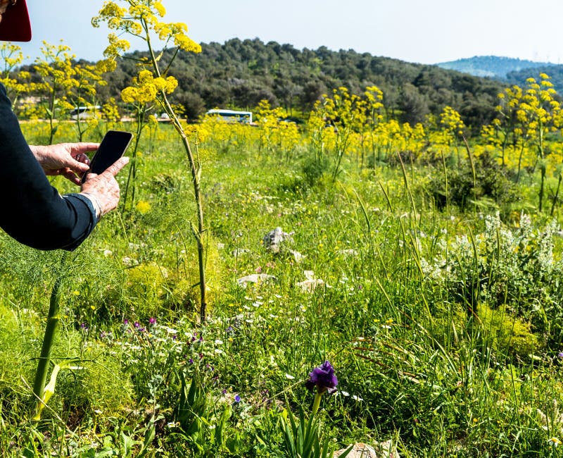 Gilboa Iris. Iris Haynei Baker. Gilboa Iris Blooming in the Natural ...