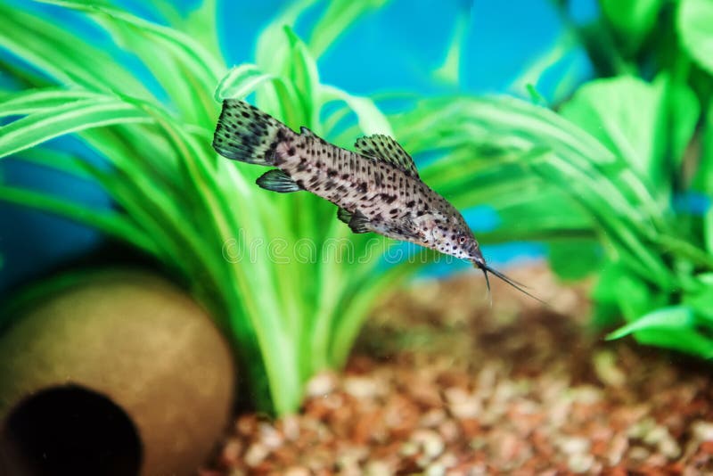 Gilded Catfish stock photo. Image of freshwater, water - 50569538