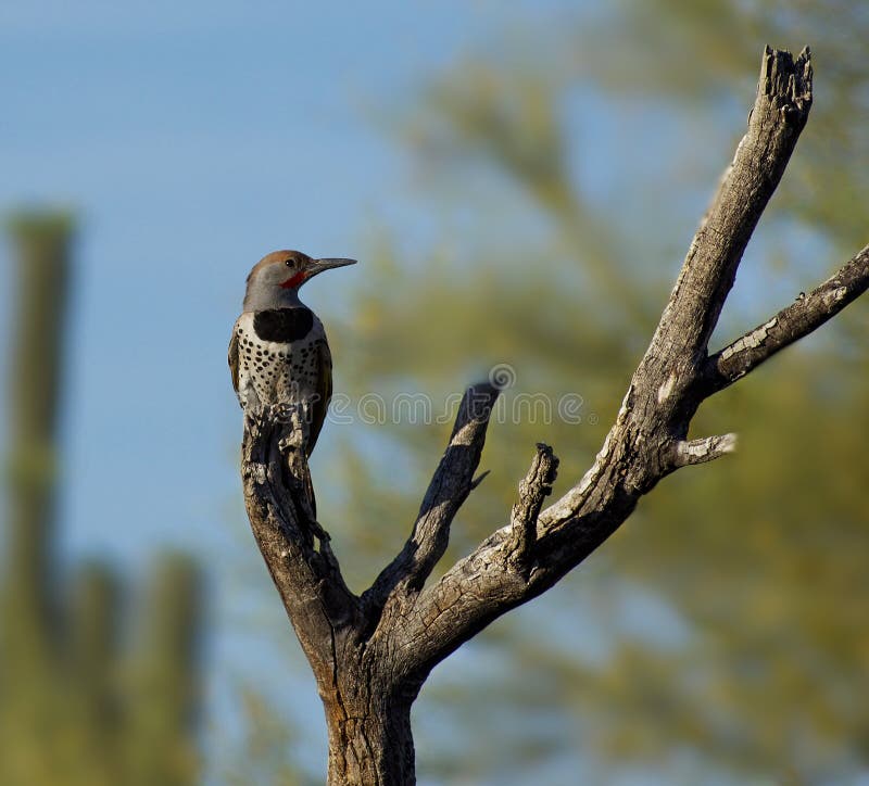 Gilded Flicker Woodpecker stock image. Image of animal - 183232233