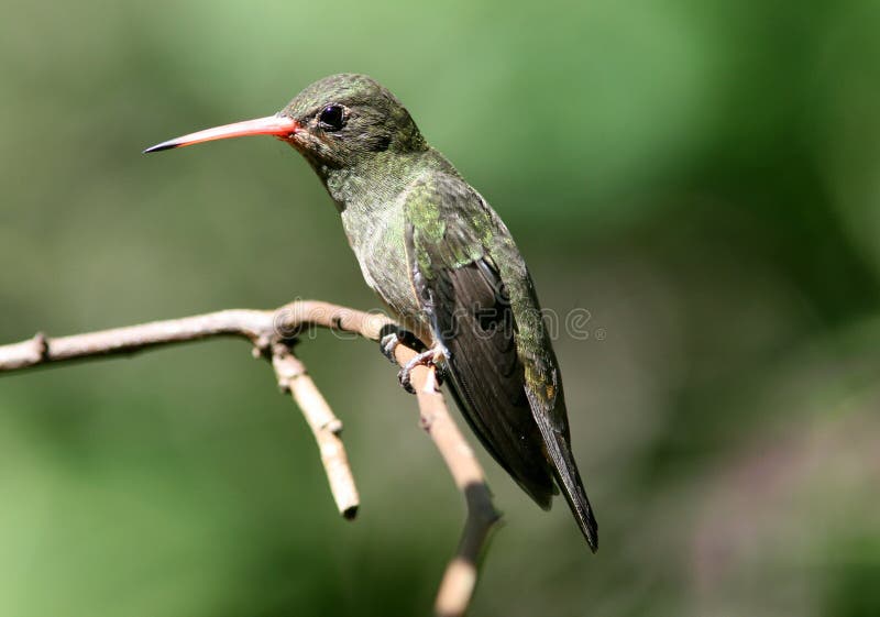 Hummingbird of Iguazu Argentina Stock Image - Image of hummingbird ...