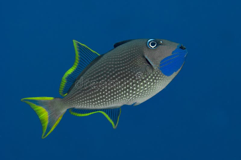 Gilded Triggerfish Xanthichthys Auromarginatus Stock Photo - Image of ...