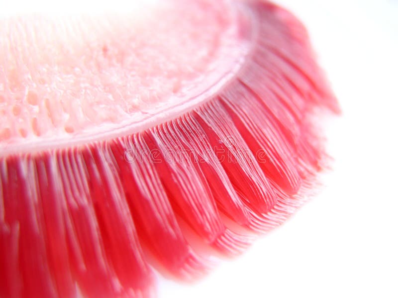 Fish gills stock image. Image of organs, organic, blood - 4767991