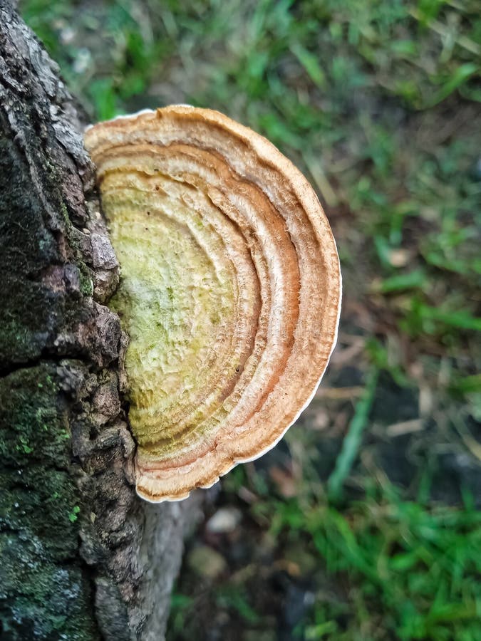Gilled Polypore Fungi Growing on Tree Trunks Stock Photo - Image of ...