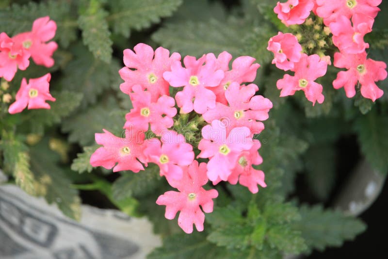 Gilliflower Stock Photos - Download 183 Royalty Free Photos