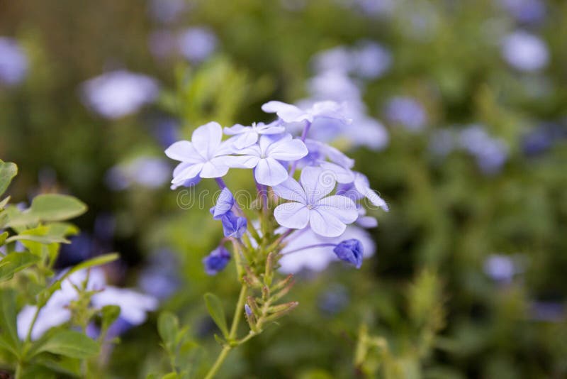 Gillyflower Stock Images - Download 375 Royalty Free Photos