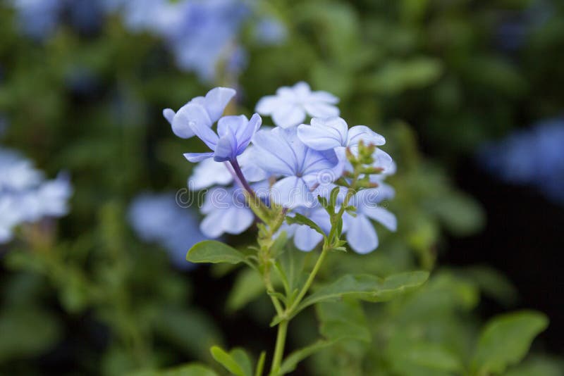 Gilli stock photo. Image of gilliflower, flowers, bloom - 129895616