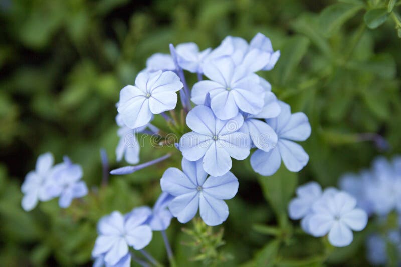 Gilli Flowers Stock Photos - Free & Royalty-Free Stock Photos from ...