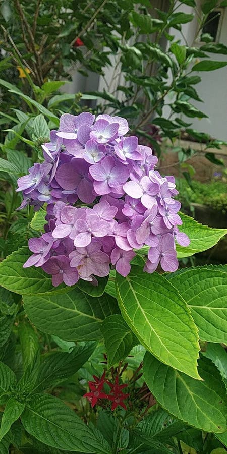 631 Gilliflower Stock Photos - Free & Royalty-Free Stock Photos from ...