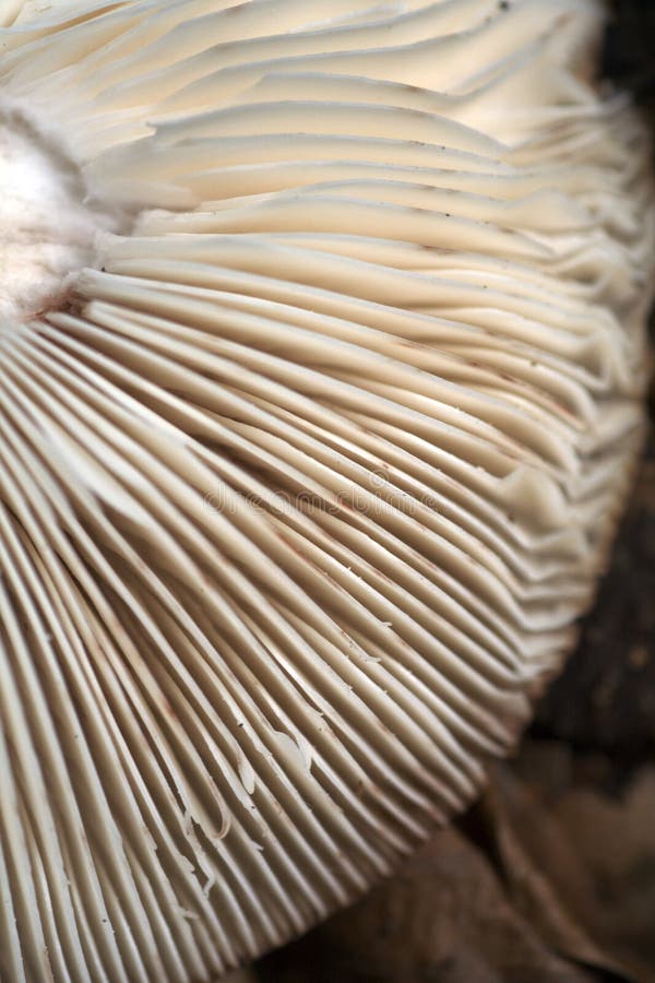 Gills stock photo. Image of white, fall, toadstool, closeup - 1463976