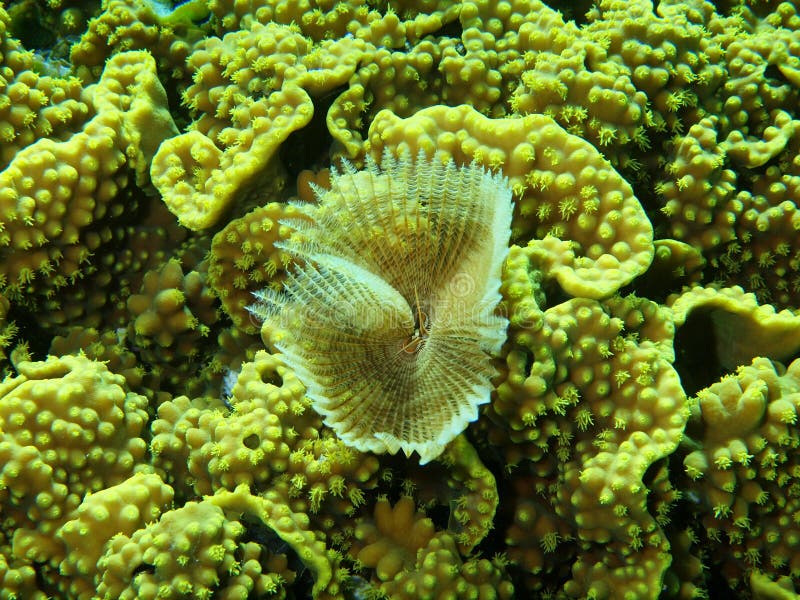 Gills of sea worm stock image. Image of coral, ocean - 26019343