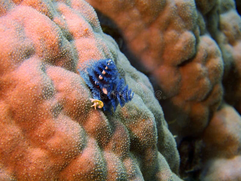 Gills of sea worm, Red sea stock photo. Image of nature - 26018222