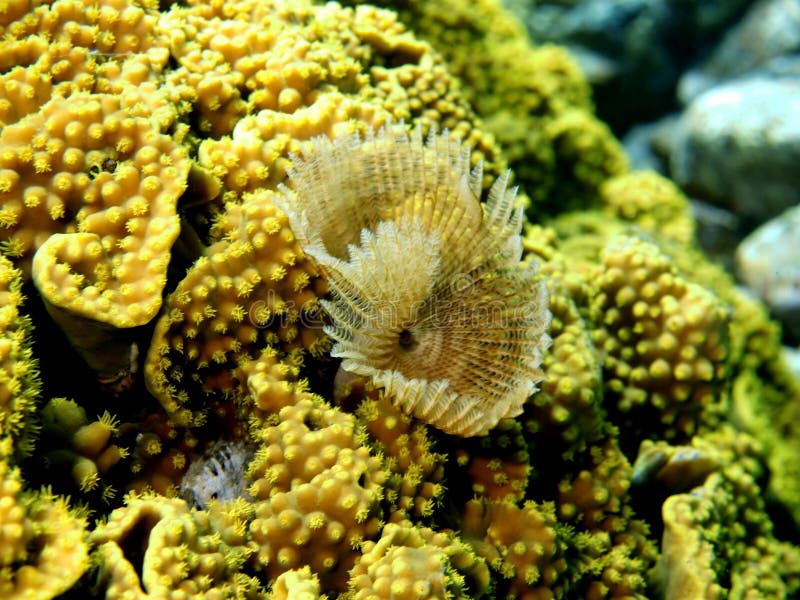 Gills of Sea Worm, Red Sea, Dahab Stock Photo - Image of coral, worm ...