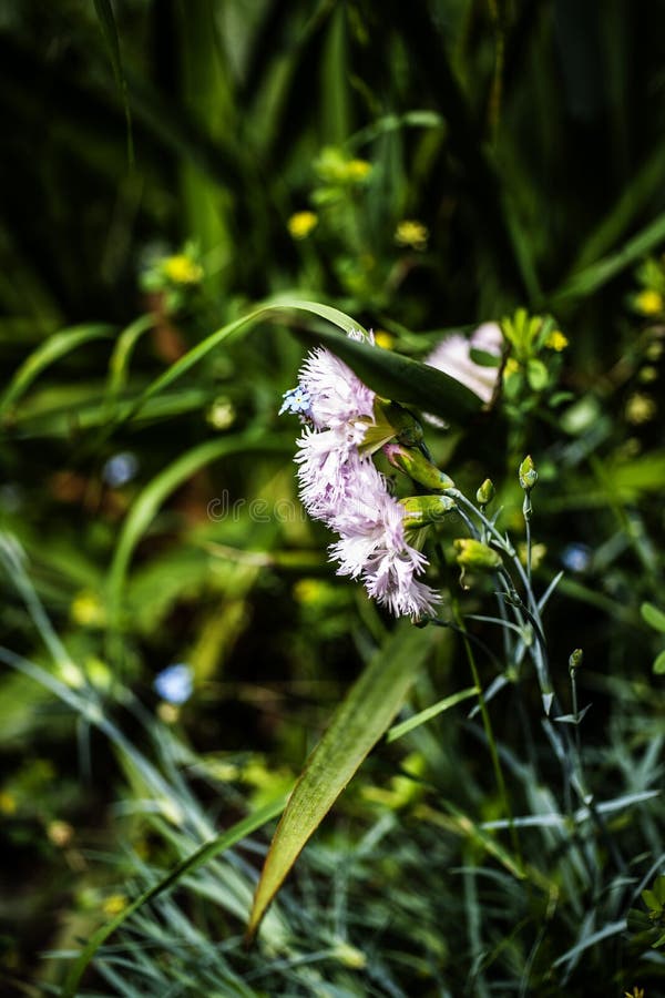 Gillyflower in garden stock image. Image of meadow, tranquil - 41936465