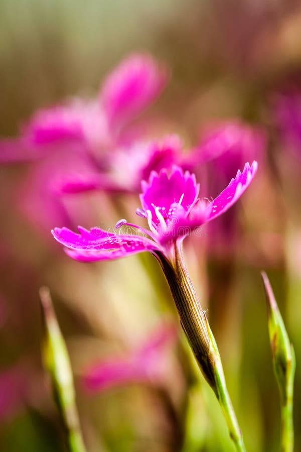 Gillyflower stock photo. Image of soft, closeup, macro - 31725142