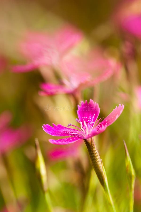 Gillyflower stock photo. Image of meadow, stamen, flower - 31725154
