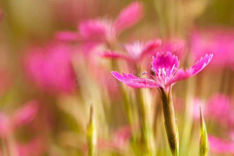 Gillyflower stock photo. Image of fresh, wild, nature - 31725170