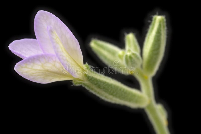 Gillyflower s bud. stock image. Image of scented, blossom - 13047649
