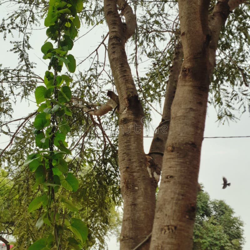 Amla tree stock image. Image of light, amla, gooseberry - 8076097