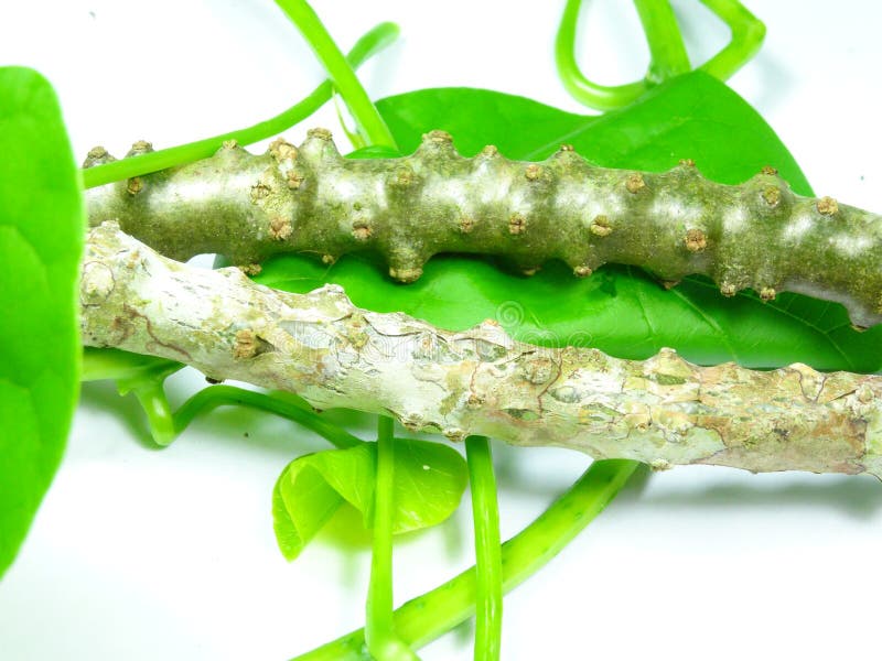 Giloy stock image. Image of close, white, crispa, plant - 51425551