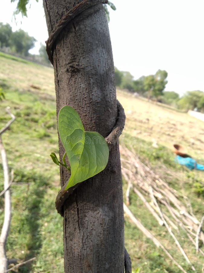 Giloy plant with leaf stock image. Image of wood, produce - 222136977