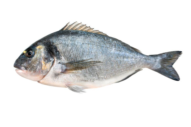 Gilt-head Bream stock image. Image of flatfish, bream - 14934729