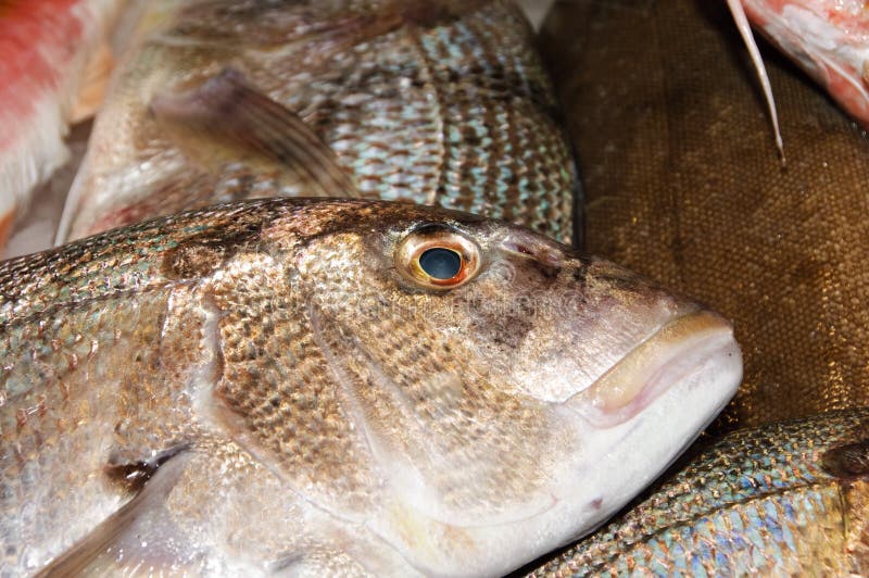 Gilt-head bream stock photo. Image of fresh, nature, food - 13027708