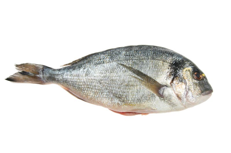 Gilt head bream stock photo. Image of tail, bream, gilt - 5446930