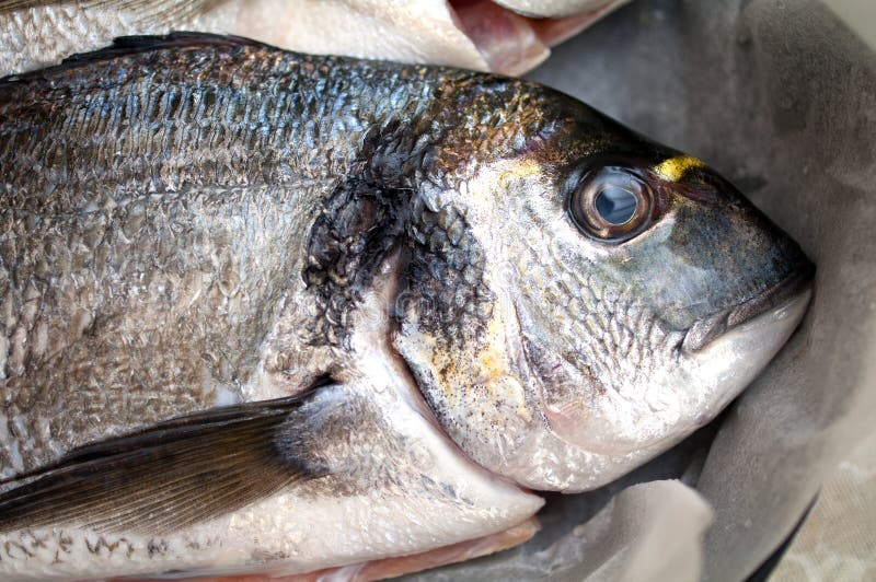 Gilt head bream stock image. Image of gilthead, bream - 37946047