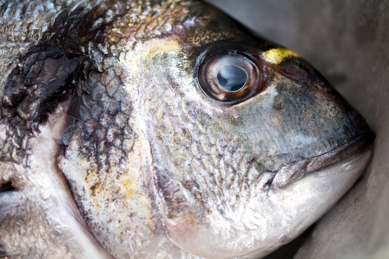 Gilt head bream stock photo. Image of cooking, healthy - 37946200