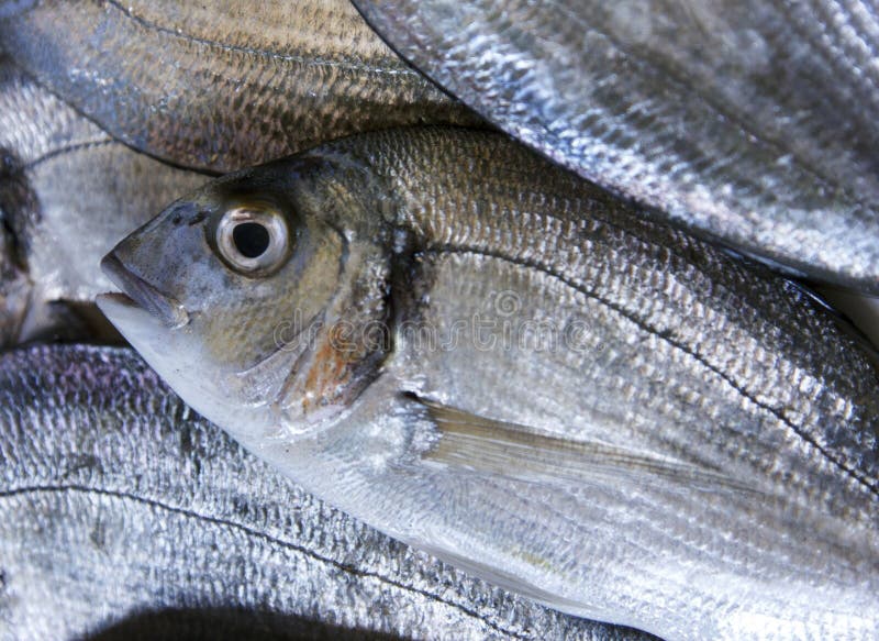 Gilt-head Bream Fish in Market. Stock Photo - Image of lunch, health ...