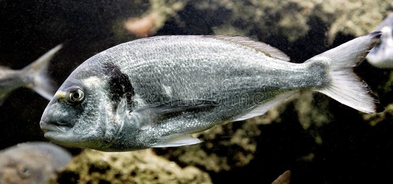 Gilt-head bream 1 stock photo. Image of species, population - 30275088