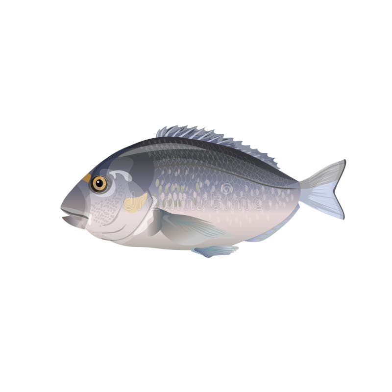 Red Sea Bream Vector Sketch Illustration Clip-art Stock Vector ...