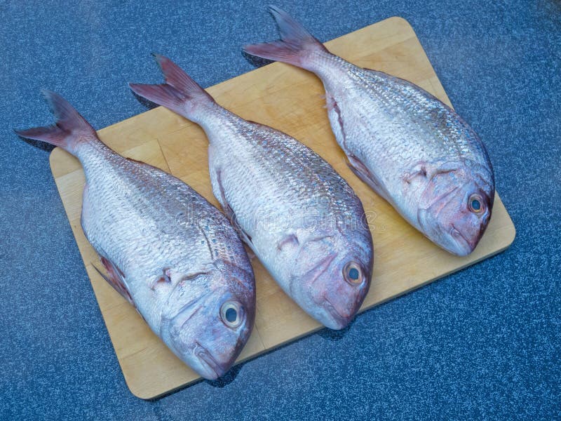 Gilt-head bream stock photo. Image of gilt, mediterranean - 172804762