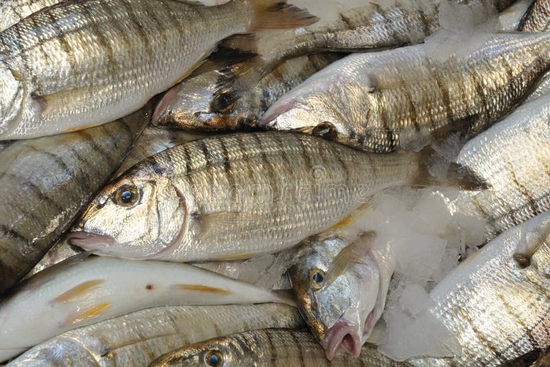 Gilt-head Breams (Sparus Aurata) Stock Image - Image of head, scale ...