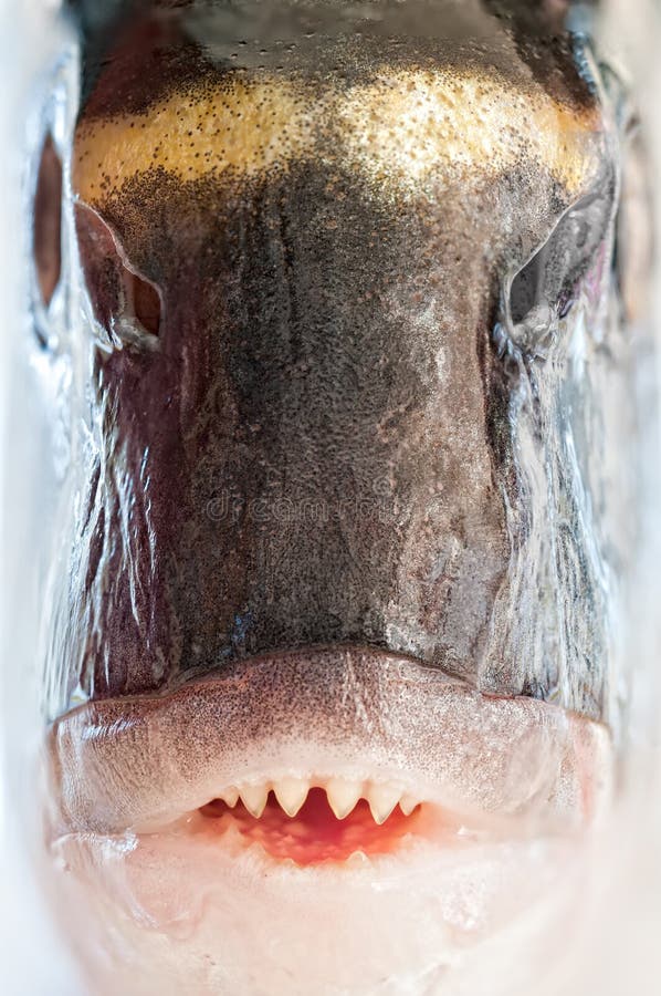 Gilt head fish stock image. Image of catch, fishing, fishes - 32145121