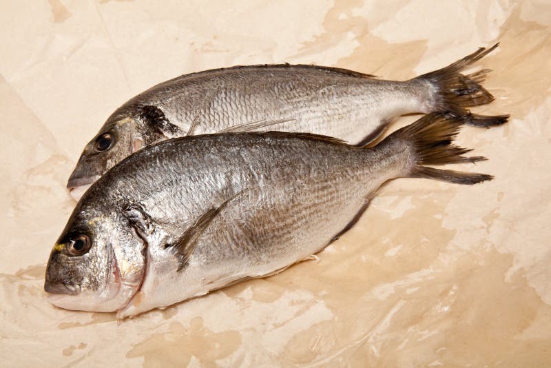 Gilt-head sea bream fish stock photo. Image of bream - 23133190