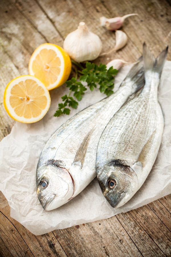 Gilt-head sea bream fish stock image. Image of animal - 17051493