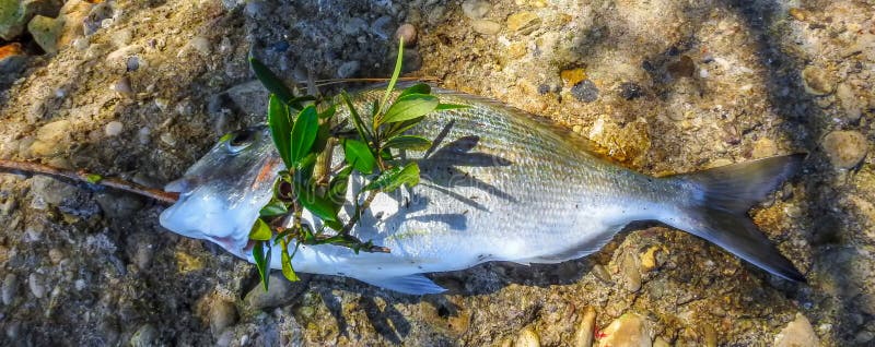 Gilt head sea bream fish 2 stock photo. Image of summer - 98222422