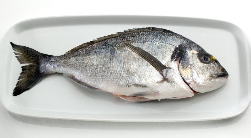 Gilthead stock photo. Image of proteins, ocean, delicious - 2162318